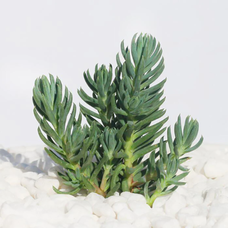 Sedum Reflexum